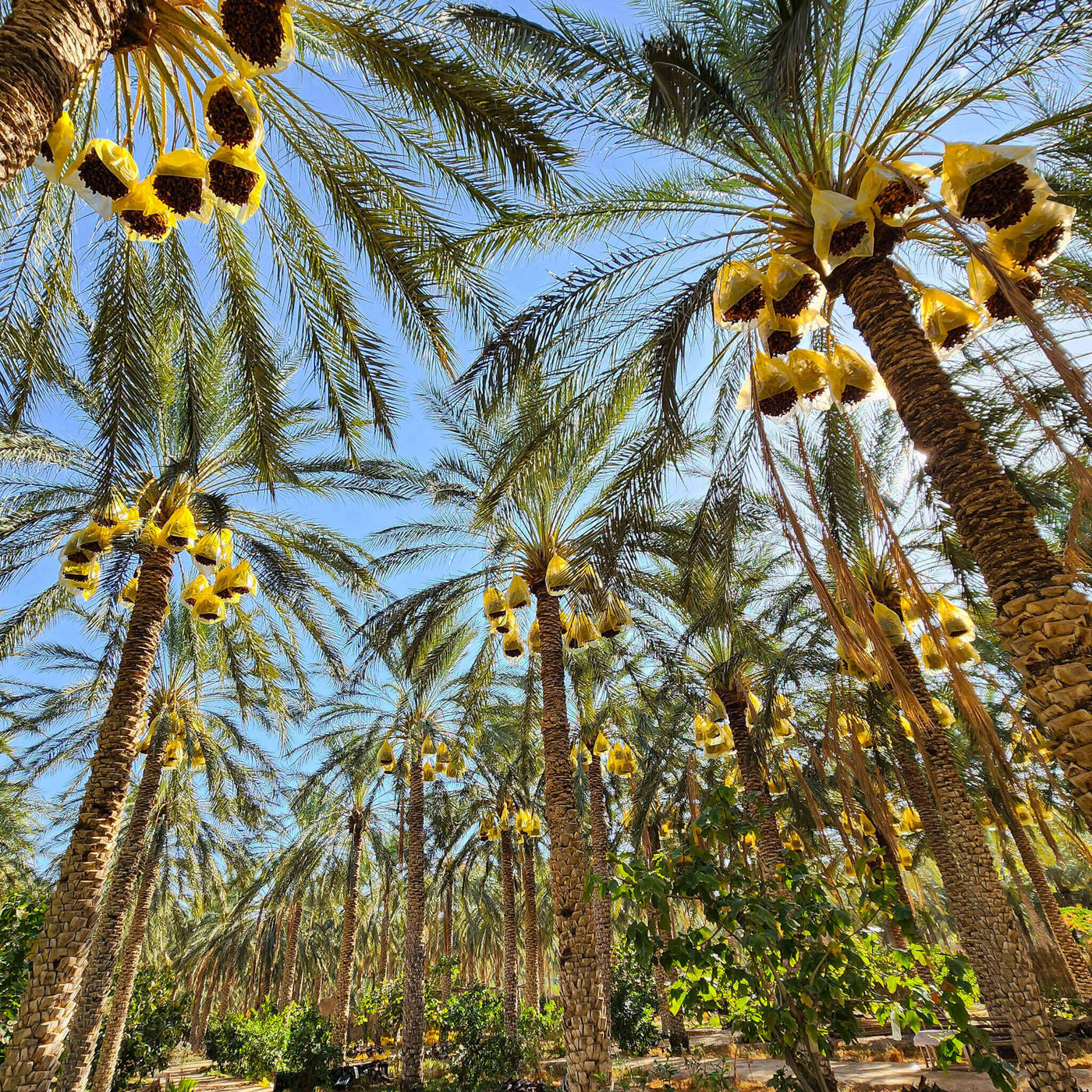 Dattes "Deglet Noor" fraîches & entières biologiques — OnlineOrganics